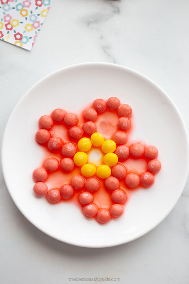 Skittles Experiment - The Best Ideas for Kids