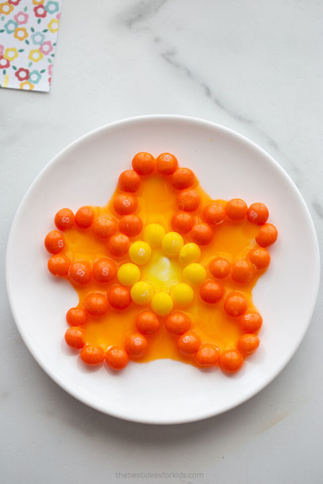 Skittles Experiment - The Best Ideas for Kids