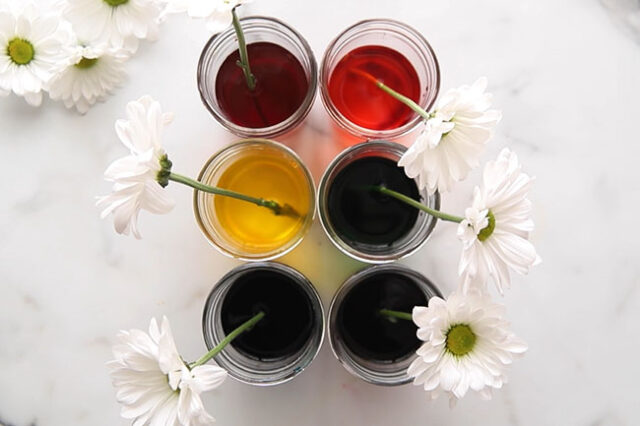 Color Changing Flowers - The Best Ideas for Kids