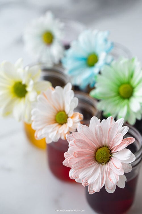 Color Changing Flowers - The Best Ideas for Kids