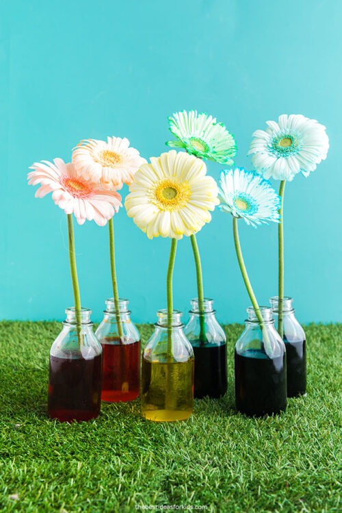Color Changing Flowers - The Best Ideas for Kids