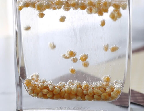 Dancing Corn Experiment - The Best Ideas for Kids