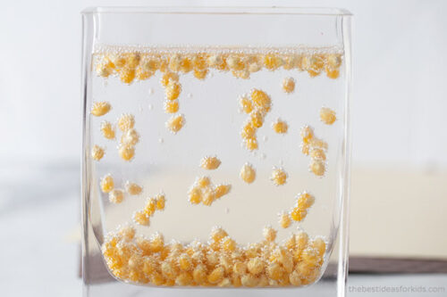 Dancing Corn Experiment - The Best Ideas for Kids