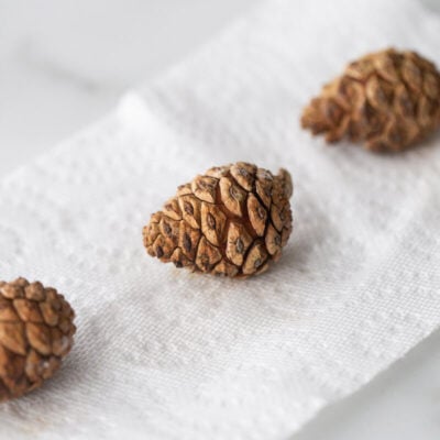 Dancing Corn Experiment - The Best Ideas for Kids