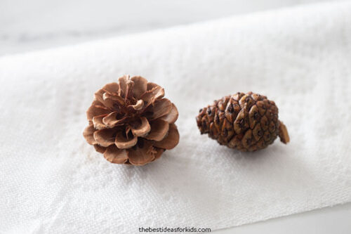 Pine Cone Experiment - The Best Ideas for Kids