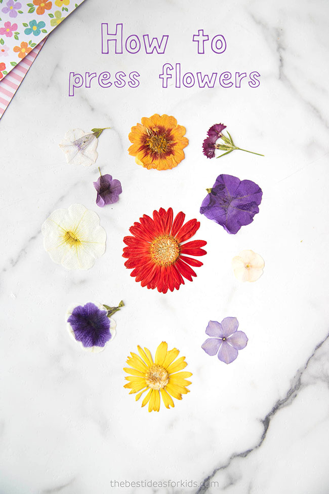 How to Press Flowers - The Best Ideas for Kids